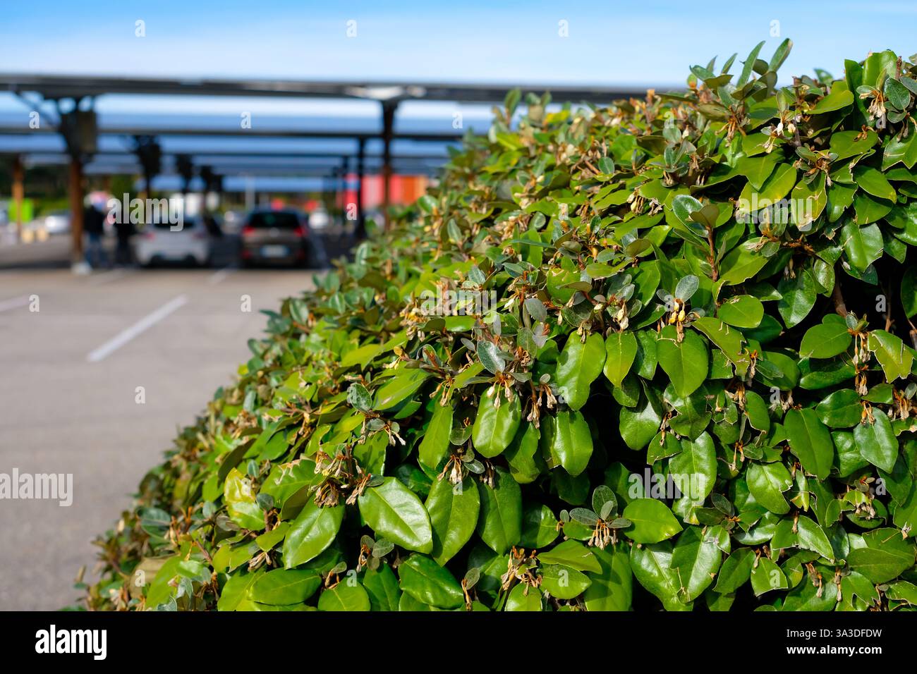 Lush bush with vibrant green leaves. Blurred cars parking lot and solar ...