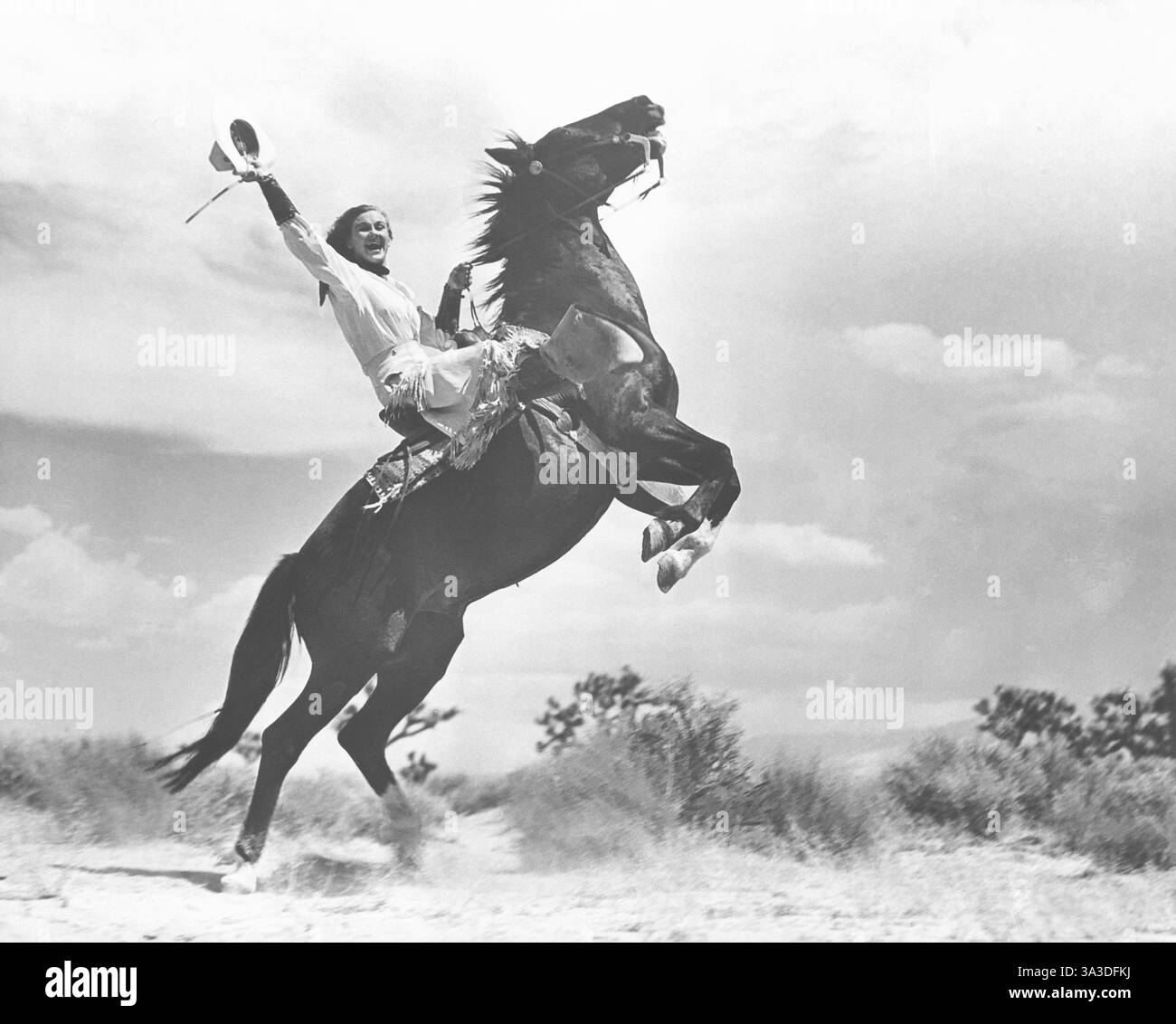 Woman cowgirl on the back of a prancing horse Stock Photo - Alamy