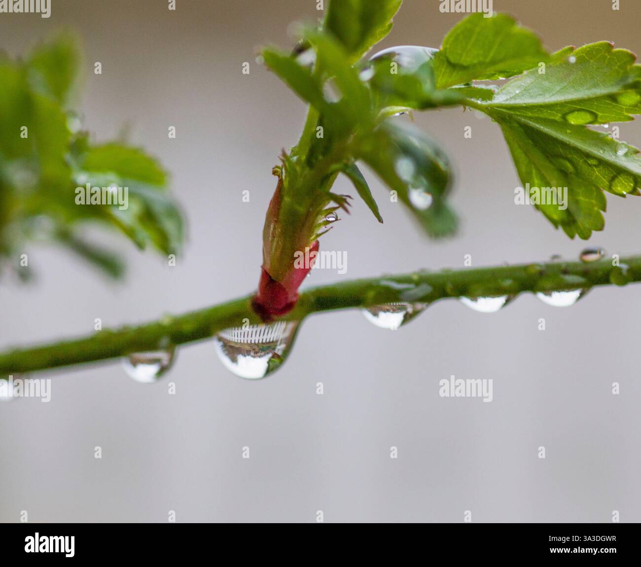Water drops on branch after rain over the garden Stock Photo - Alamy