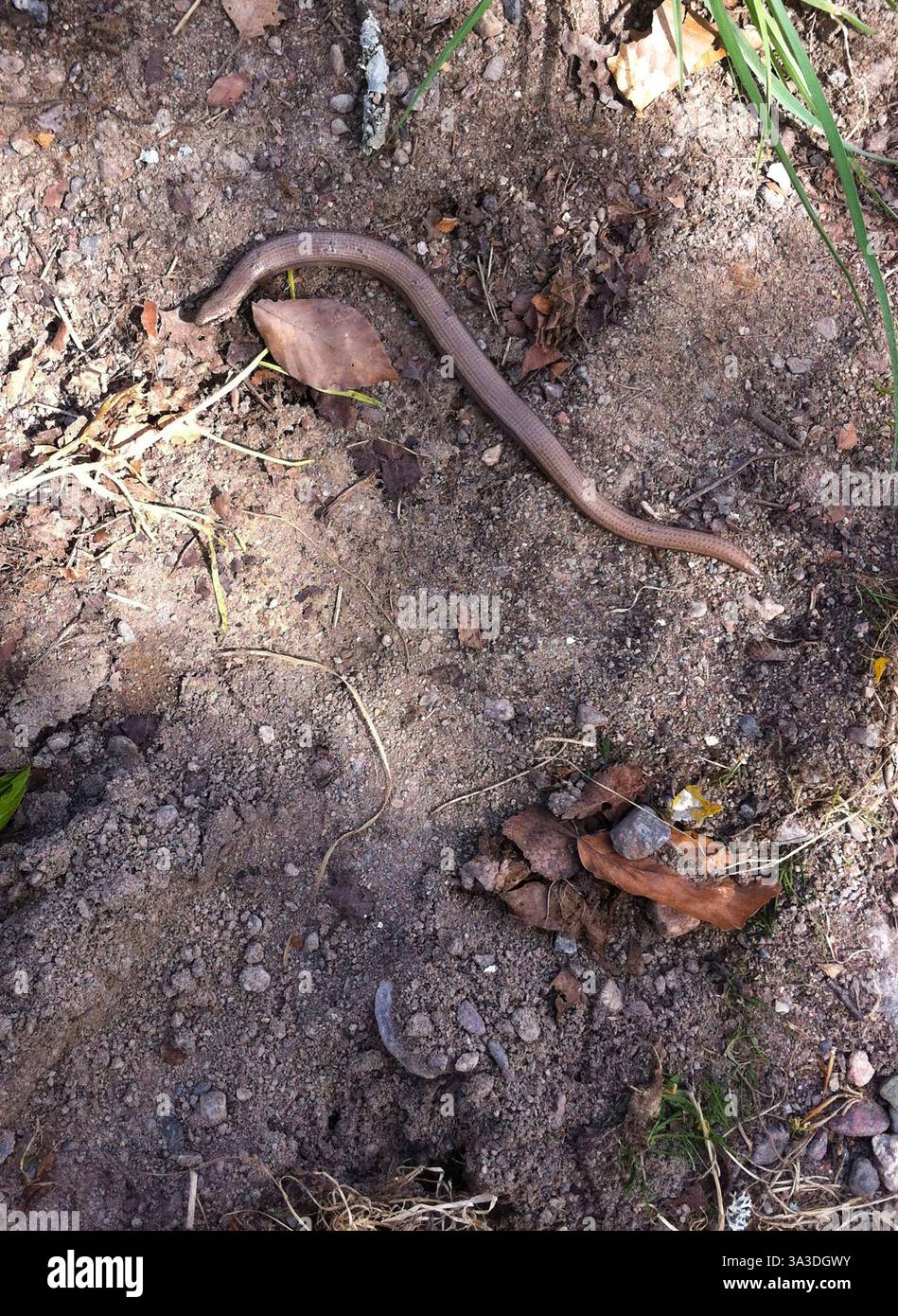 COMMON SLOW WORM Anguis fragilis legless lizard Stock Photo - Alamy