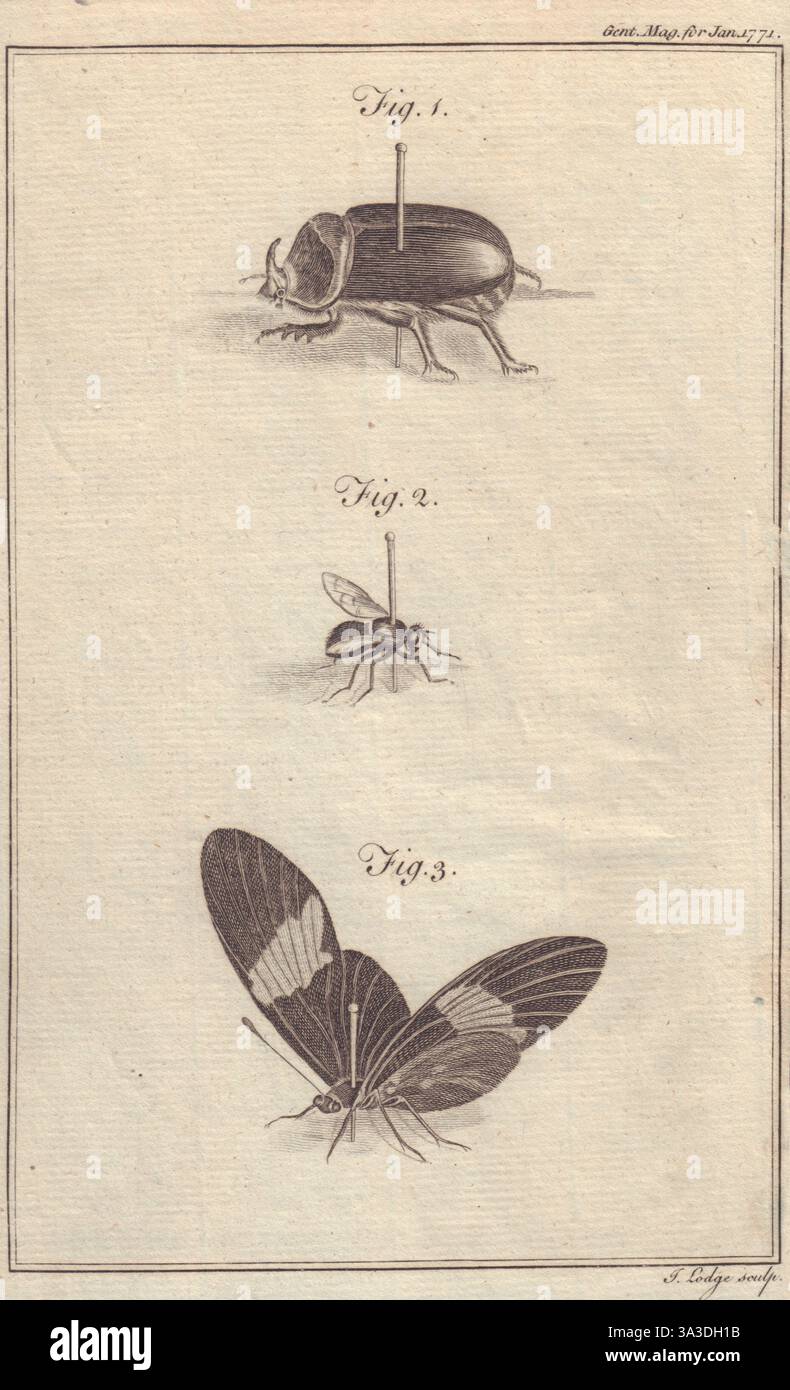 Beetle (Coleoptera). True bugs (Hemiptera). Butterflies/moths ...