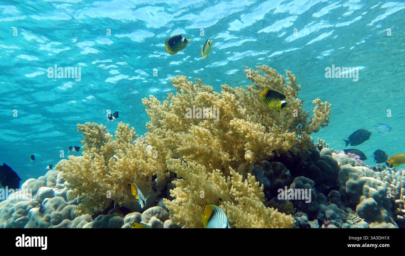 Colorful tropical fish on a coral reef, amazingly beautiful fairy world ...