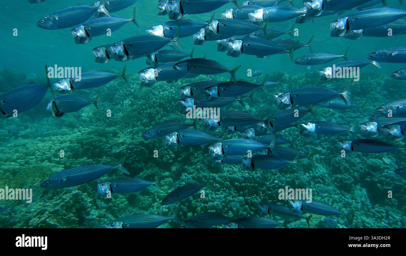 Colorful tropical fish on a coral reef, amazingly beautiful fairy world ...