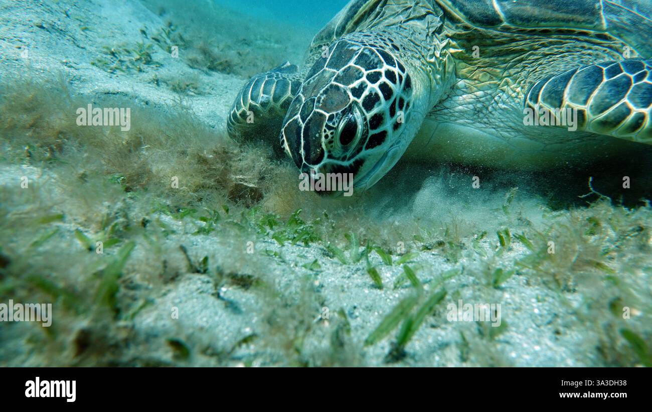 Big Green turtle , Green turtles are the largest of all sea turtles. A ...