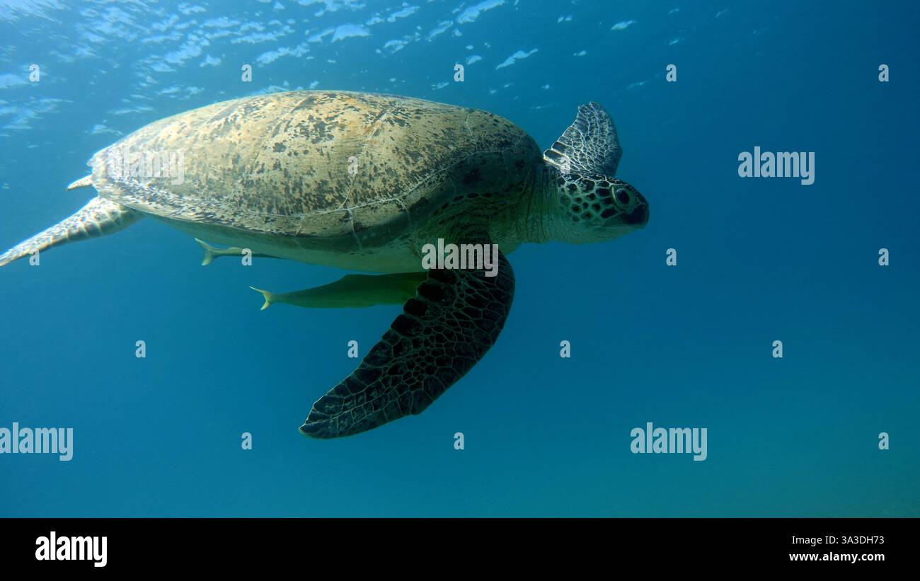 Big Green turtle , Green turtles are the largest of all sea turtles. A ...