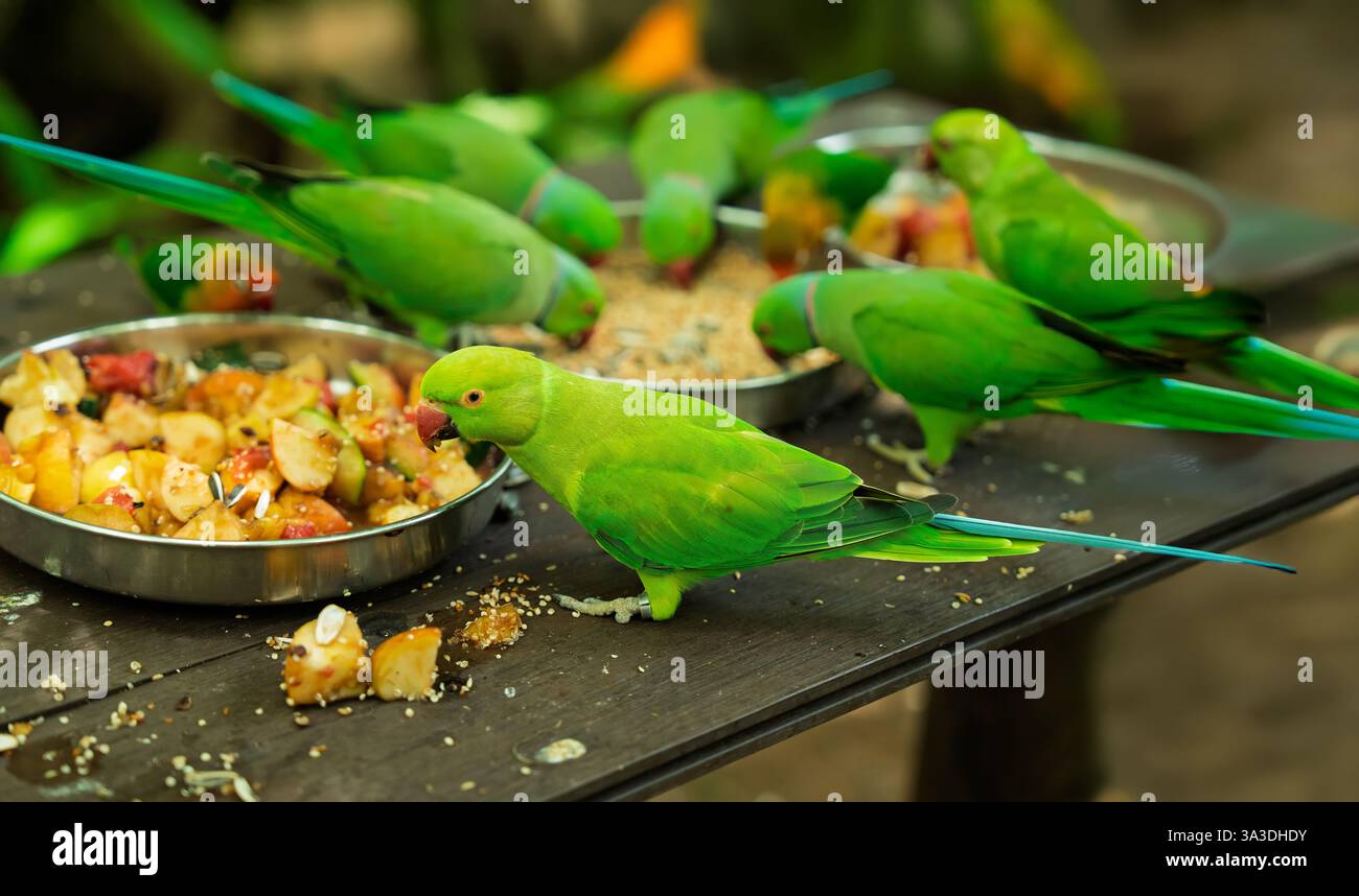 Indian Ringneck Parrots Eating Fruit Salad in Metal Bowls Stock Photo ...