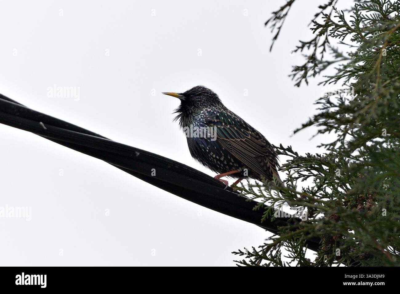 Sturnus vulgaris aka european starling perched on the electric wire ...