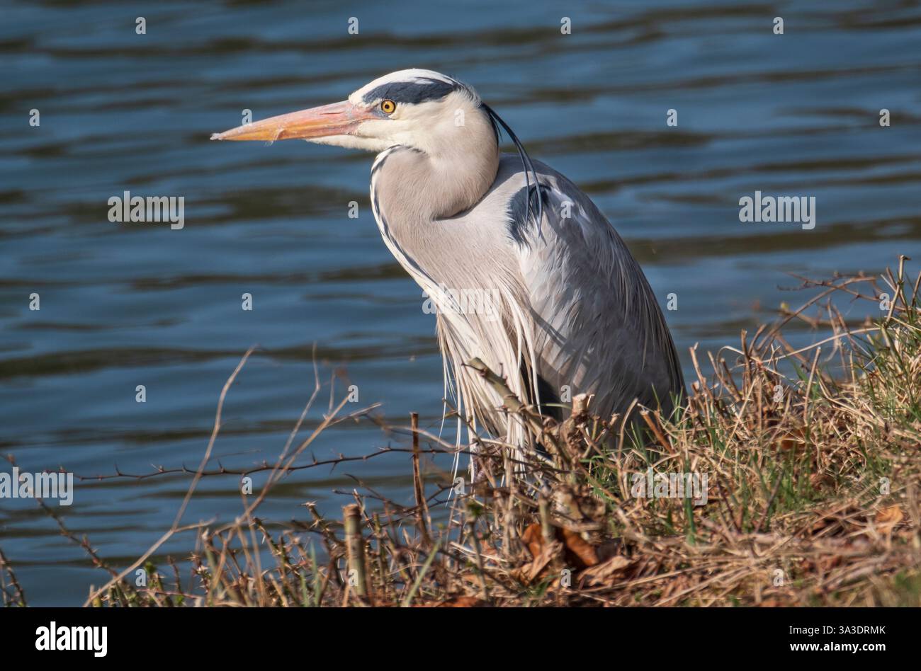Grey heron (Ardea cinerea), also known as great white egret, at the ...