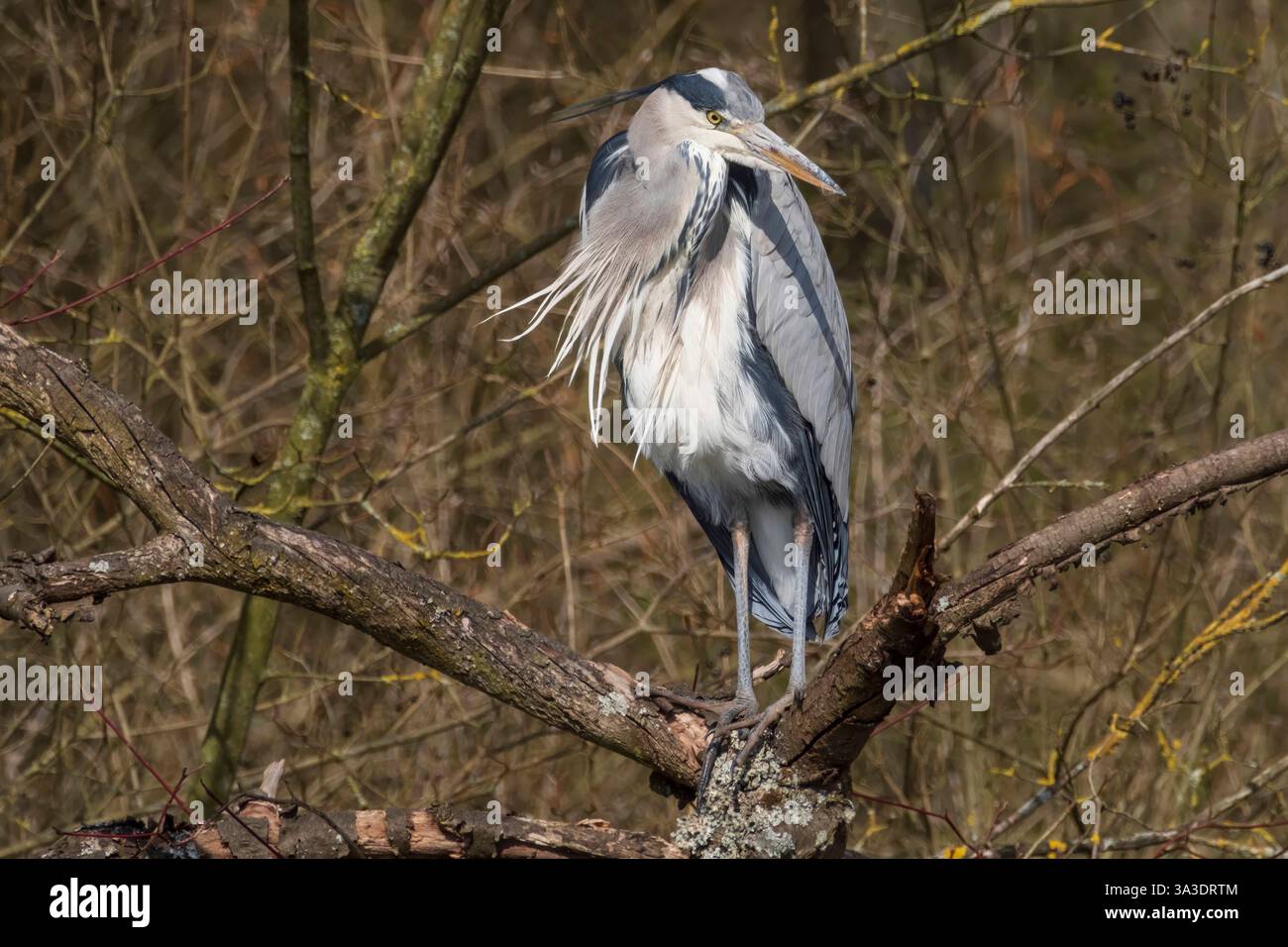 Graureiher Ardea cinerea, auch Fischreiher genannt, am Decksteiner ...