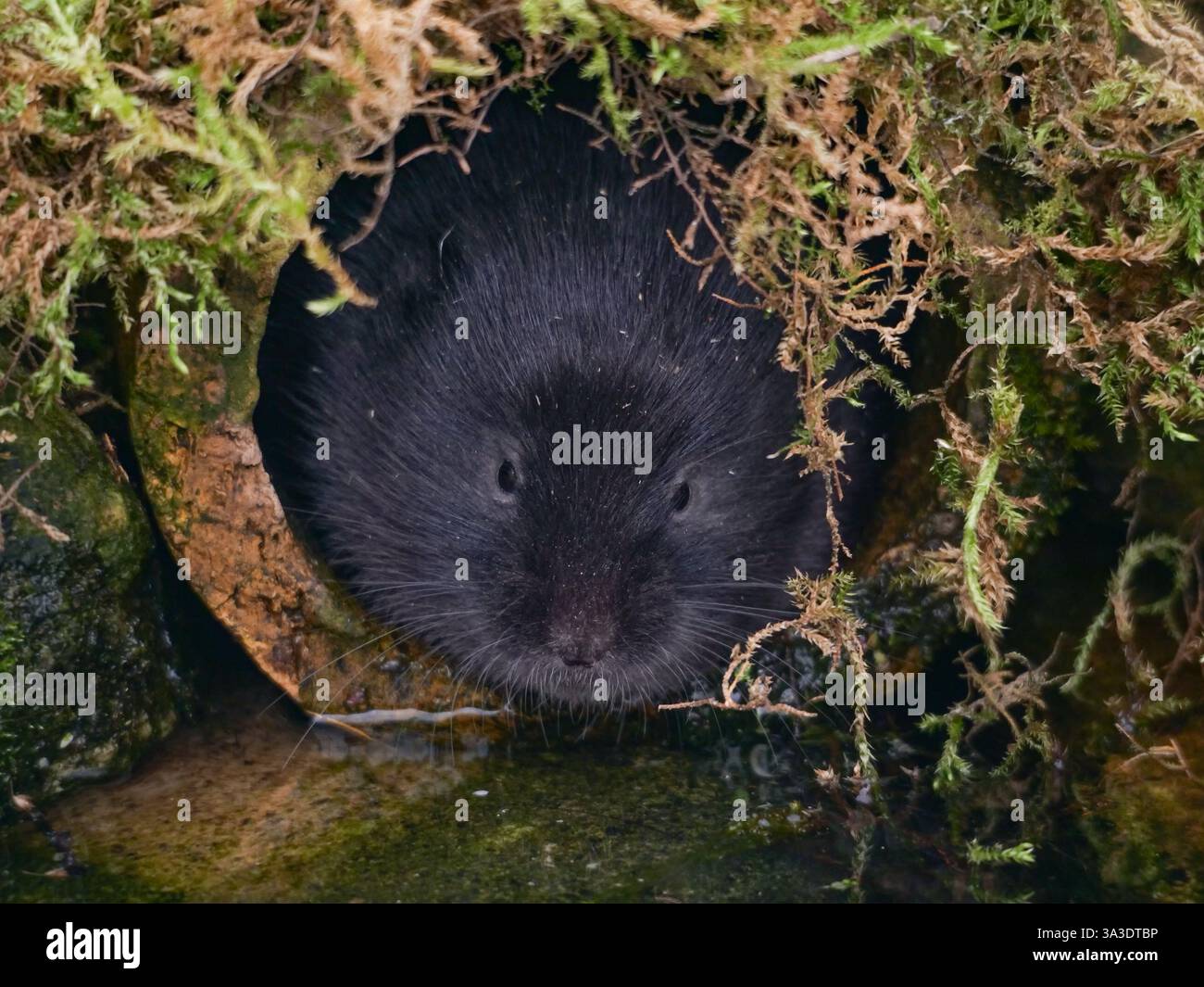 Black scottish water vole hi-res stock photography and images - Alamy
