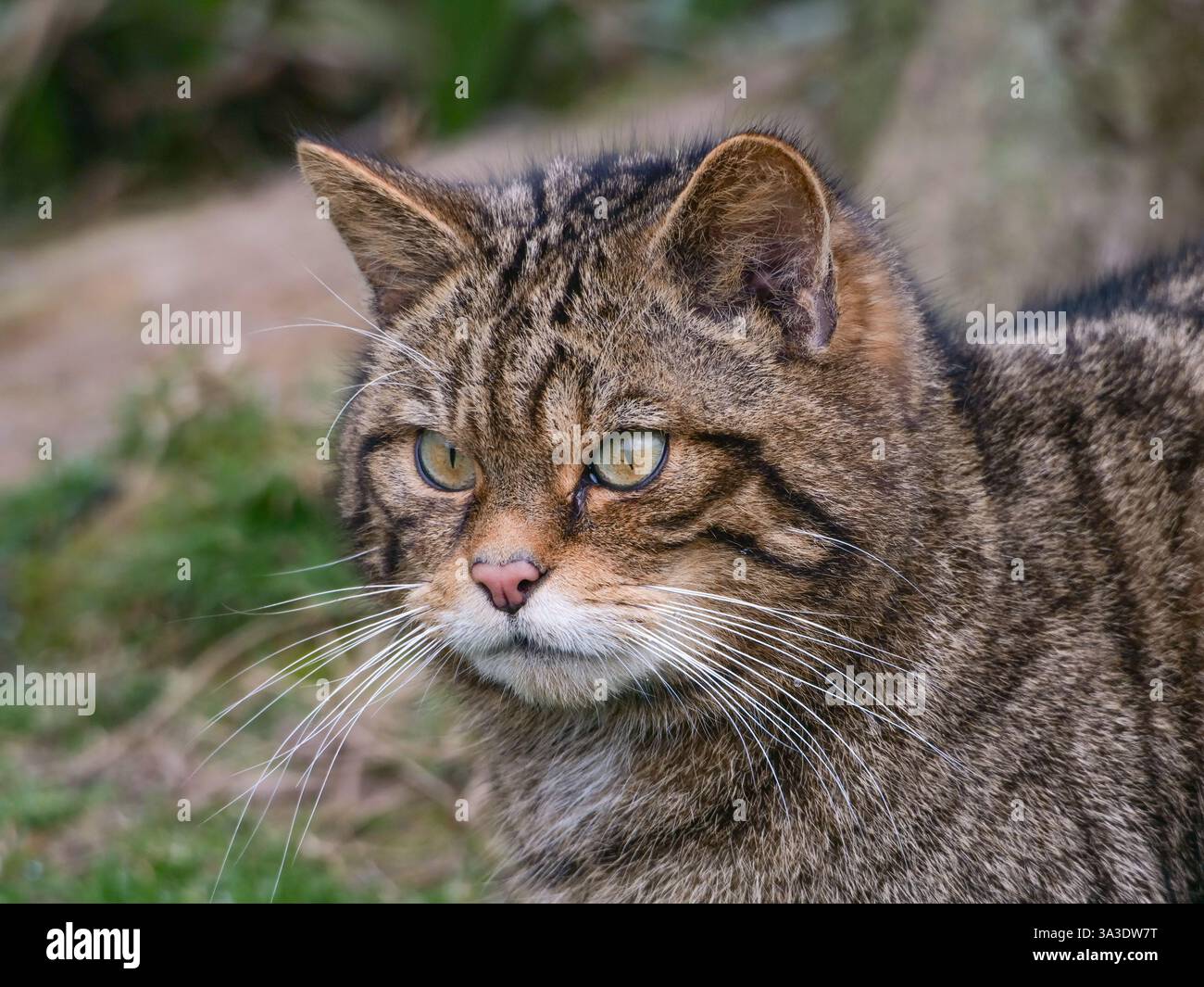 Adult scottish wildcats on the bank Stock Photo - Alamy