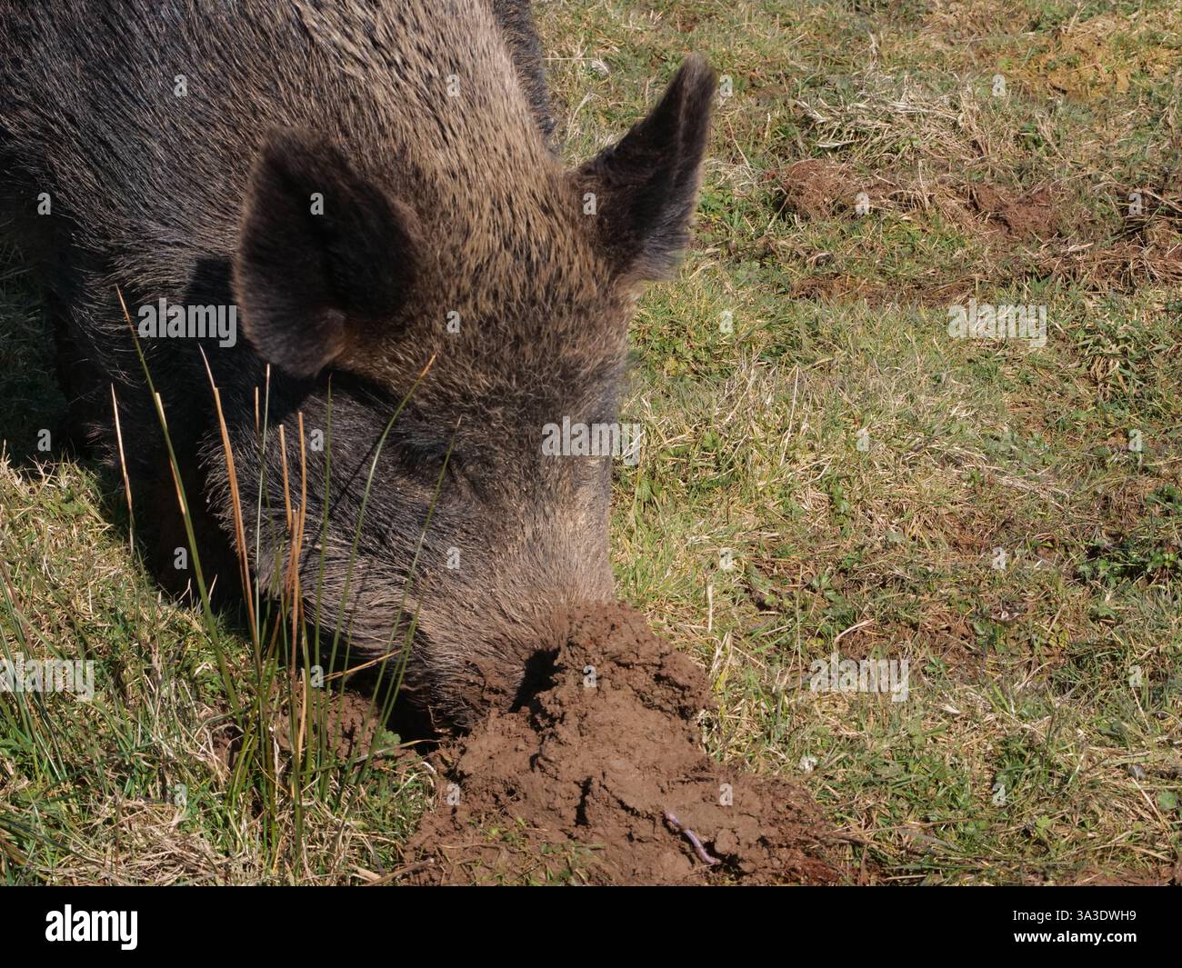 adult sow wild boar walking in field Stock Photo - Alamy