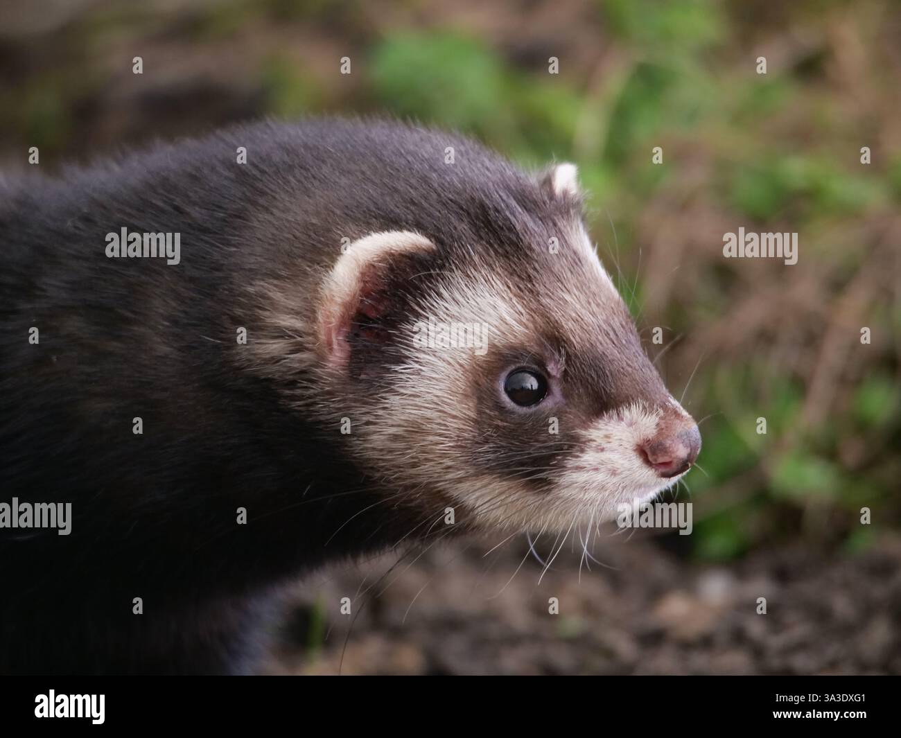 adult polecat in devonshire Stock Photo - Alamy