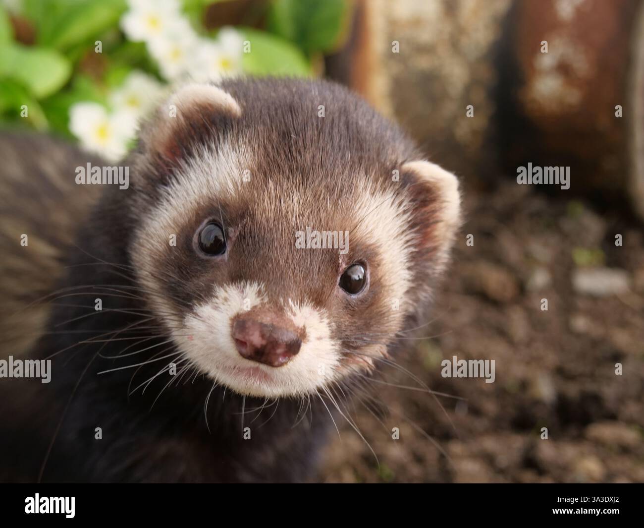 adult polecat in devonshire Stock Photo - Alamy