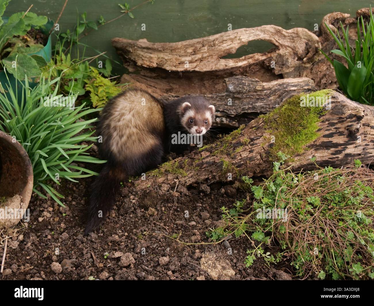 adult polecat in devonshire Stock Photo - Alamy
