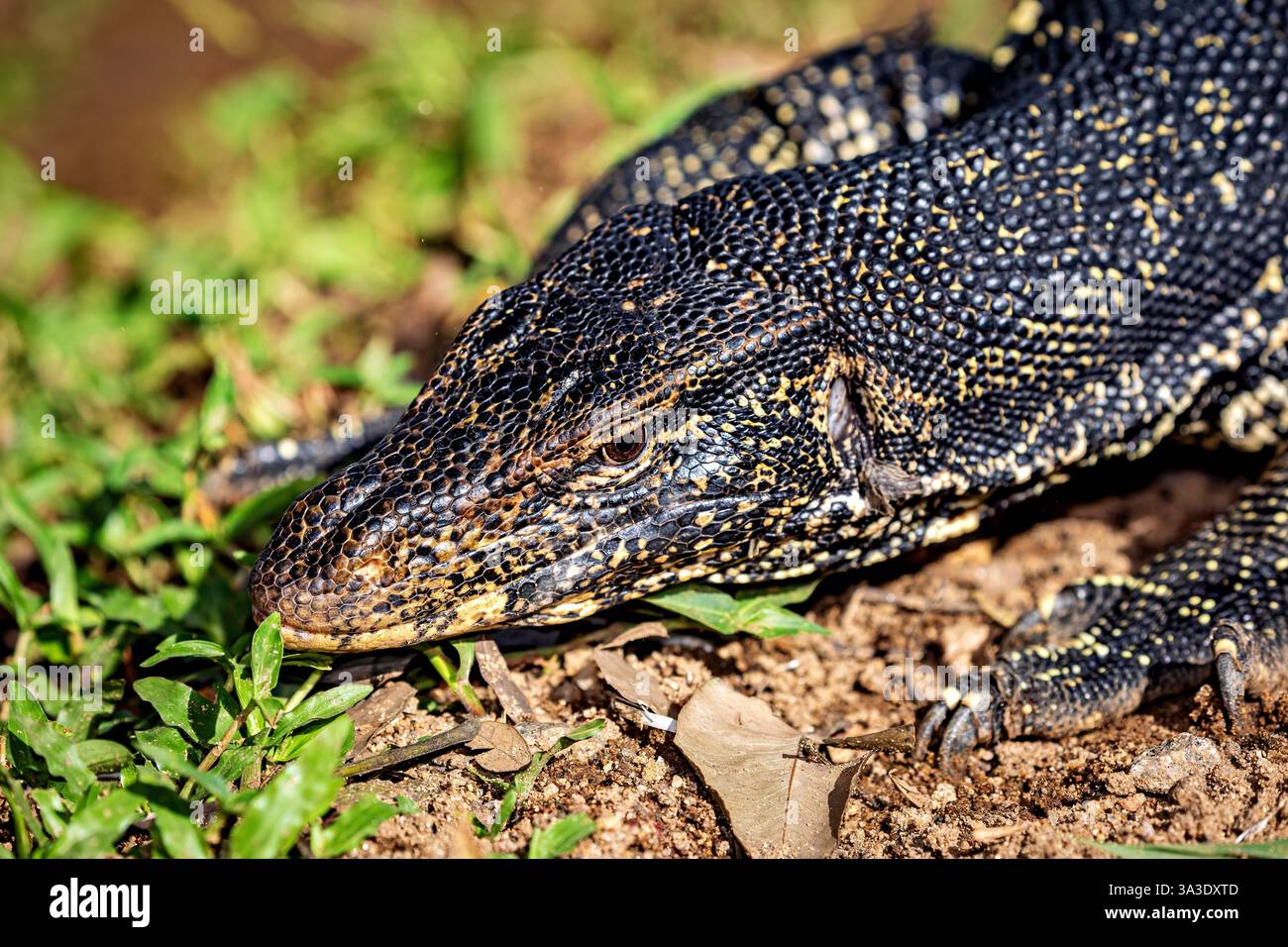 India varanus bengalensis bengal monitor hi-res stock photography and ...