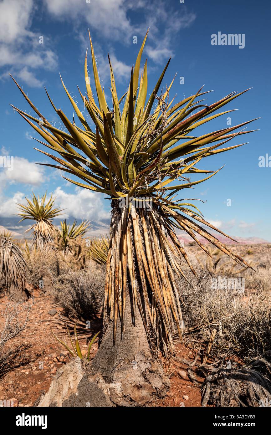 Mohave deseert hi-res stock photography and images - Alamy