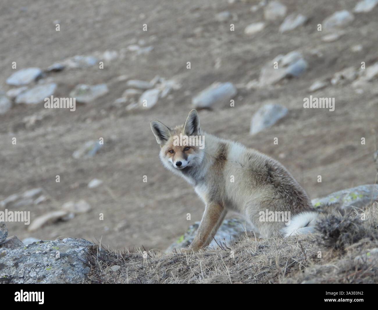 Curious fox in park hi-res stock photography and images - Alamy