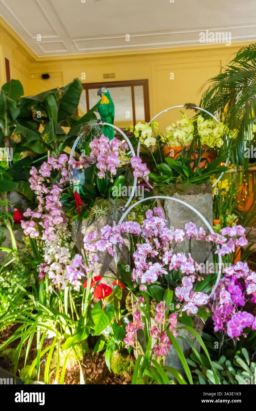 Orchid exhibition during famous Lemon Festival (Fete du Citron) in ...