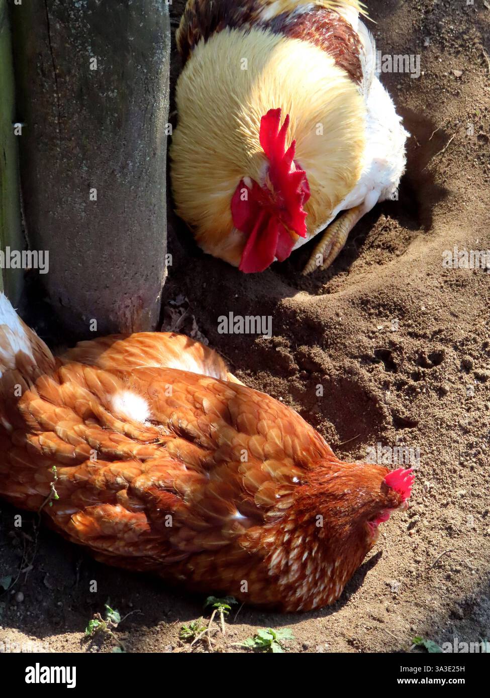 ...dieses froehliche Huhn und Hahn Paar laesst sich durch nichts aus ...