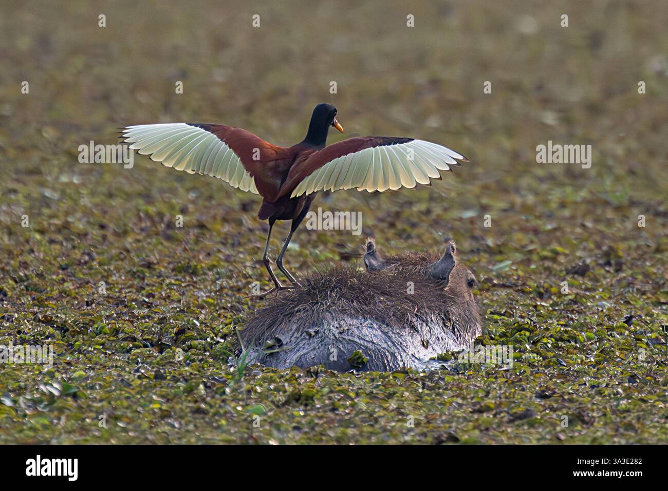 Wattled Jacana (Jacana jacana) on a capybara's back (Hydrochoerus ...