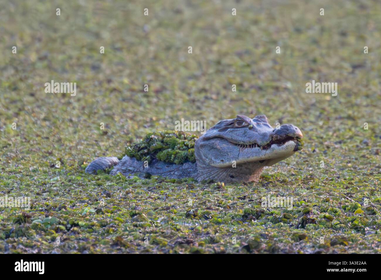 Spectacled Caiman (Caiman crocodilus) lying camouflaged in weeds in ...