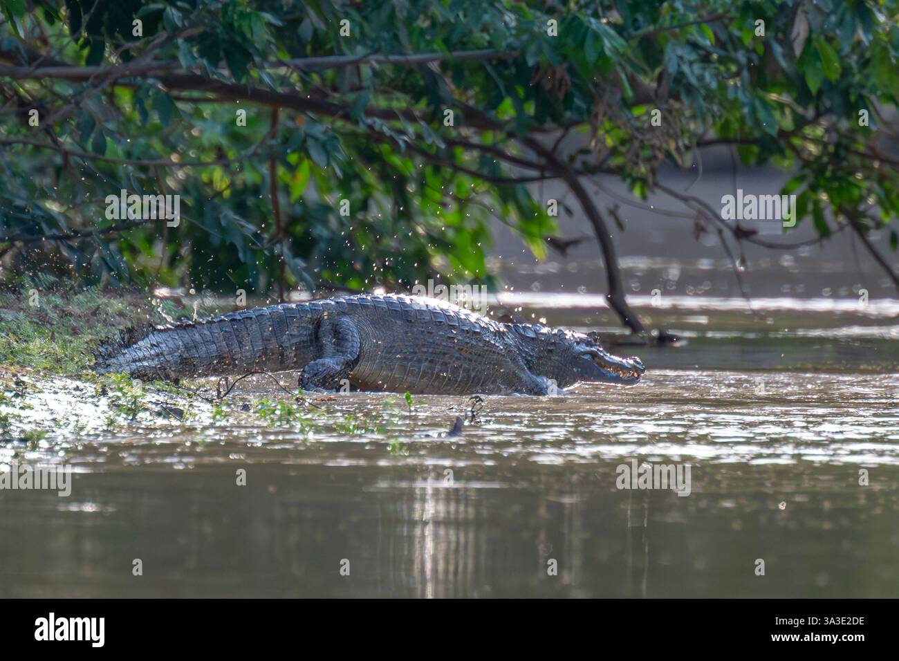Spectacled Caiman (Caiman crocodilus) going into the river, Hato la ...