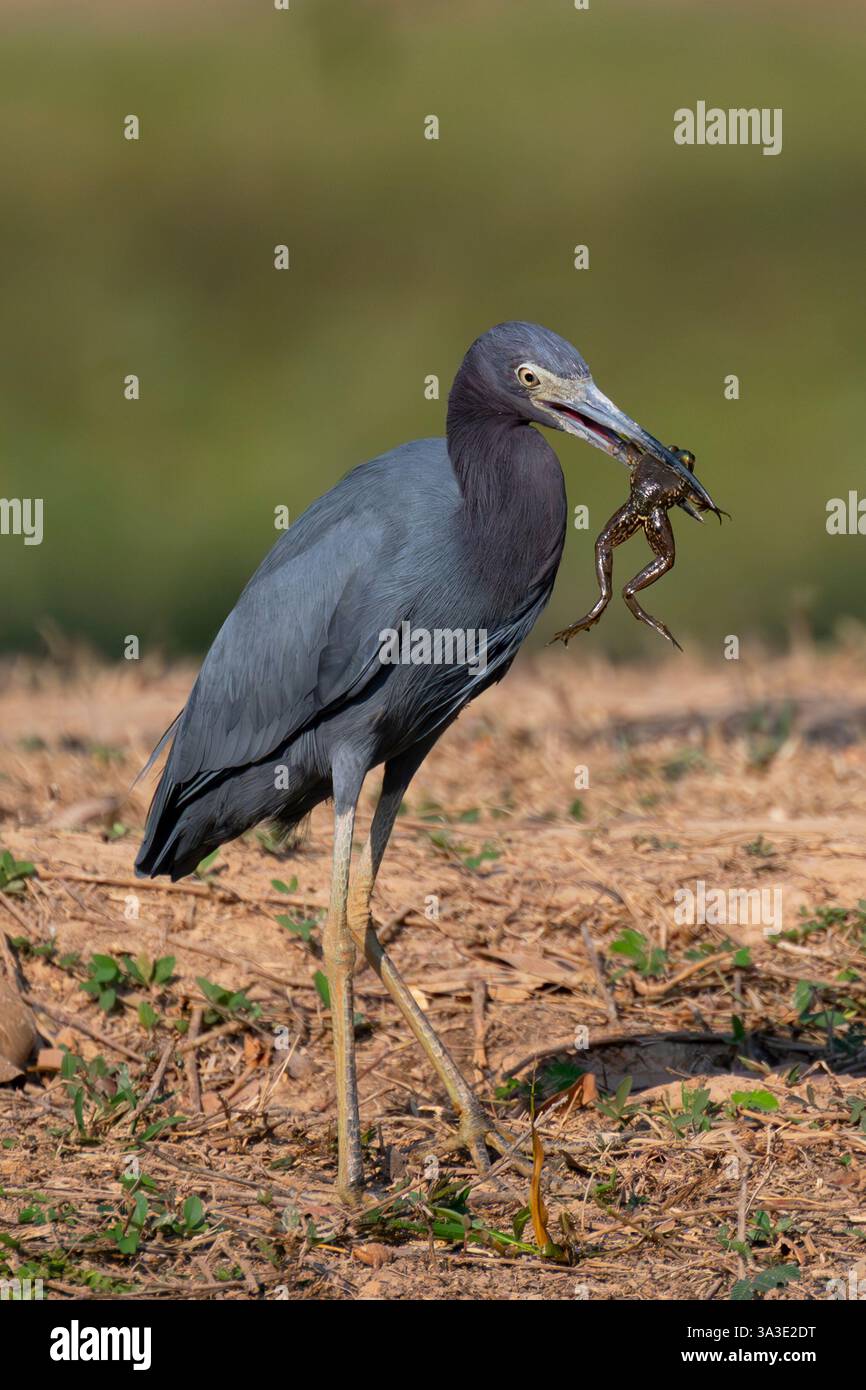 Little Blue Heron (Egretta caerulea) with frog in beak, Hato la Aurora ...