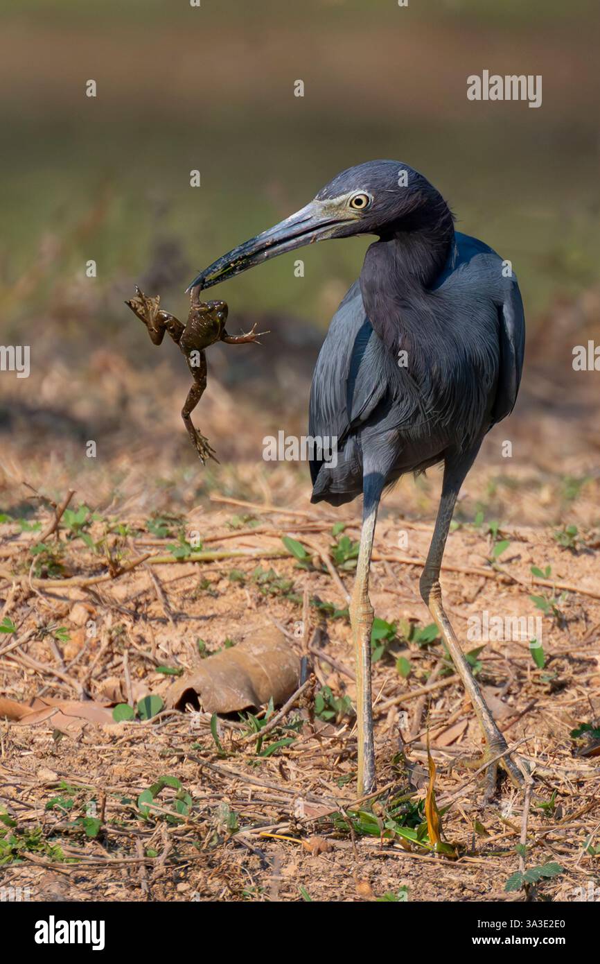 Little Blue Heron (Egretta caerulea) with frog in beak, Hato la Aurora ...