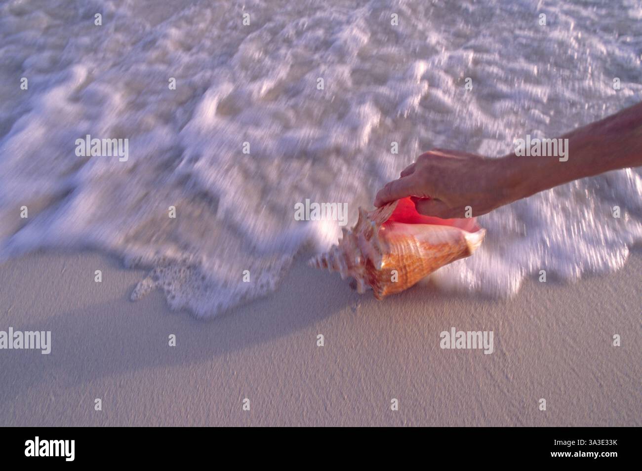 Hand reaching for conch shell. Cabbage Beach/Paradise Island, Nassau ...