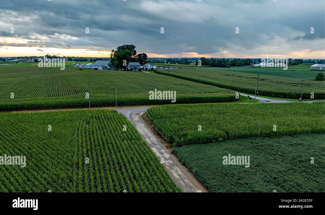 Vast green cornfields stretch across the landscape as a farm sits ...