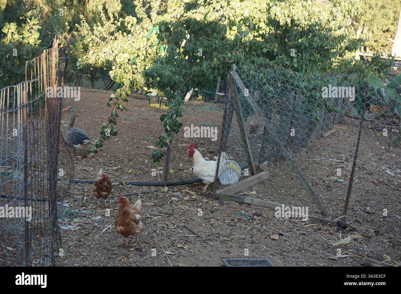 A chicken coop among trees fenced with wire mesh and inside two hens, a ...