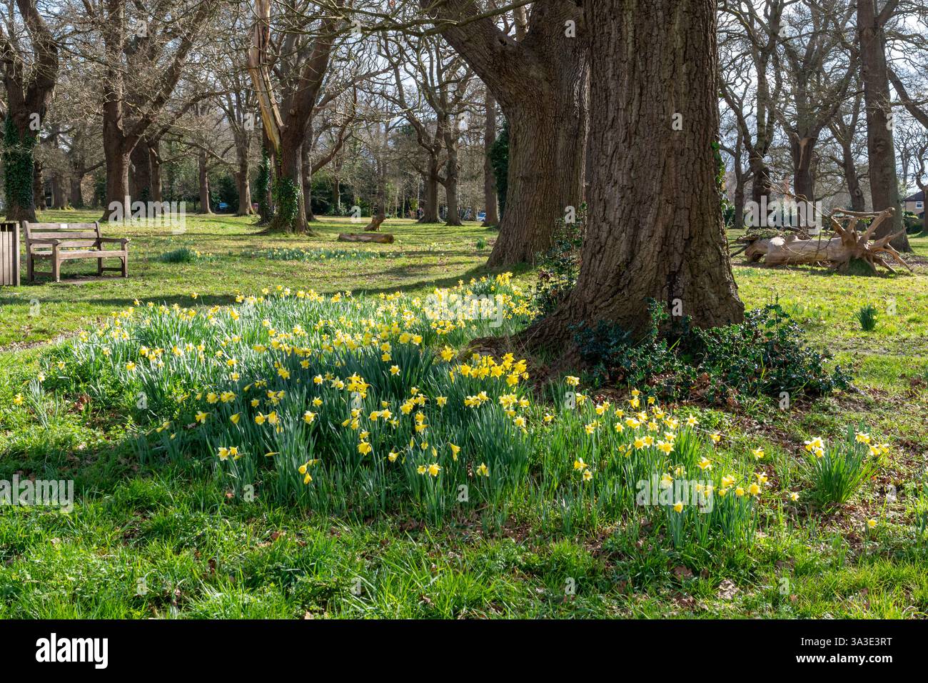 Hartley Wintney Common in spring with yellow daffodils in flower among ...