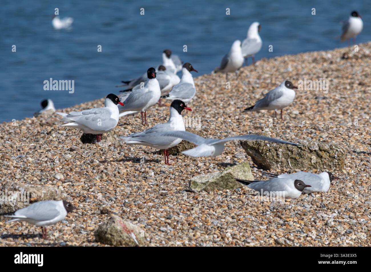 Mediterranean gulls (Larus melanocephalus) and black-headed gulls ...