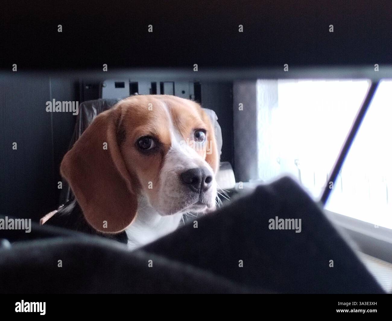 Dog staring at eyes hi-res stock photography and images - Alamy