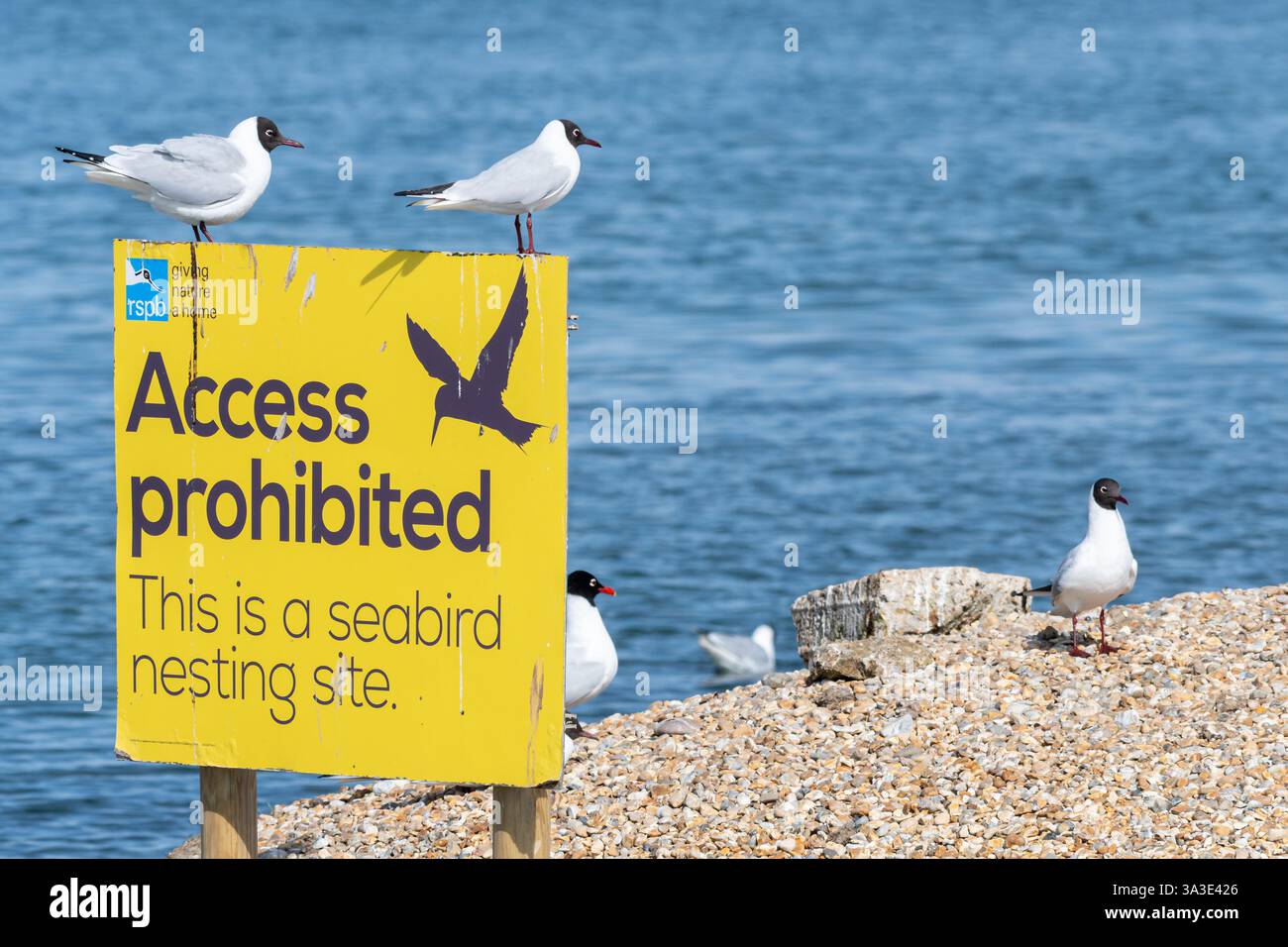 Mediterranean gulls (Larus melanocephalus) and black-headed gulls ...