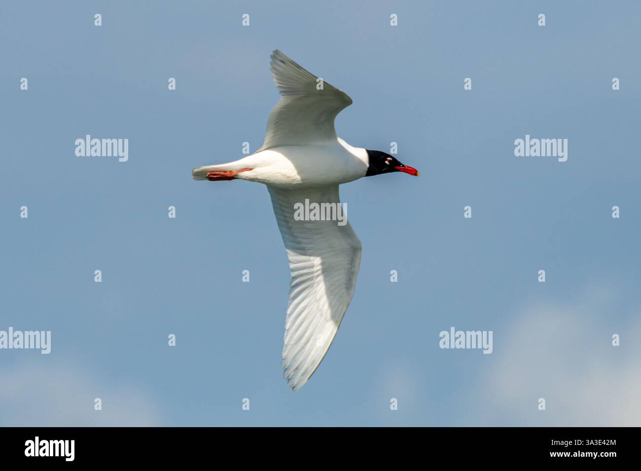 Mediterranean gull (Larus melanocephalus) in flight at RSPB Langstone ...