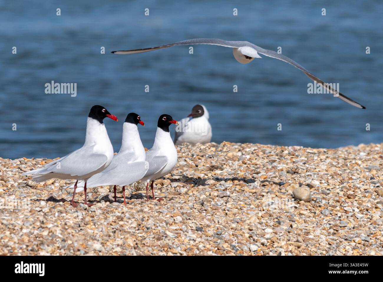 Mediterranean gulls (Larus melanocephalus) and black-headed gulls ...