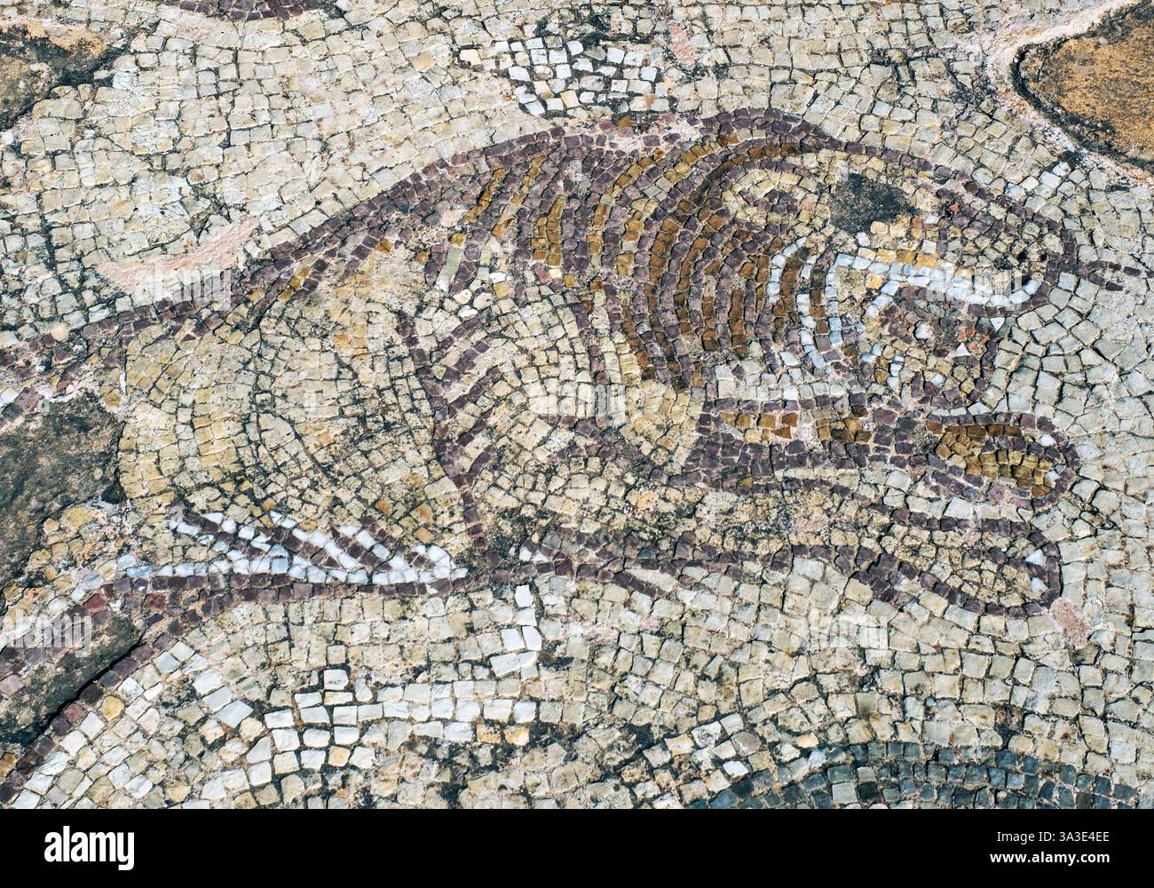 Roman mosaic floor panel depicting a charging lion. Archaeological Site ...