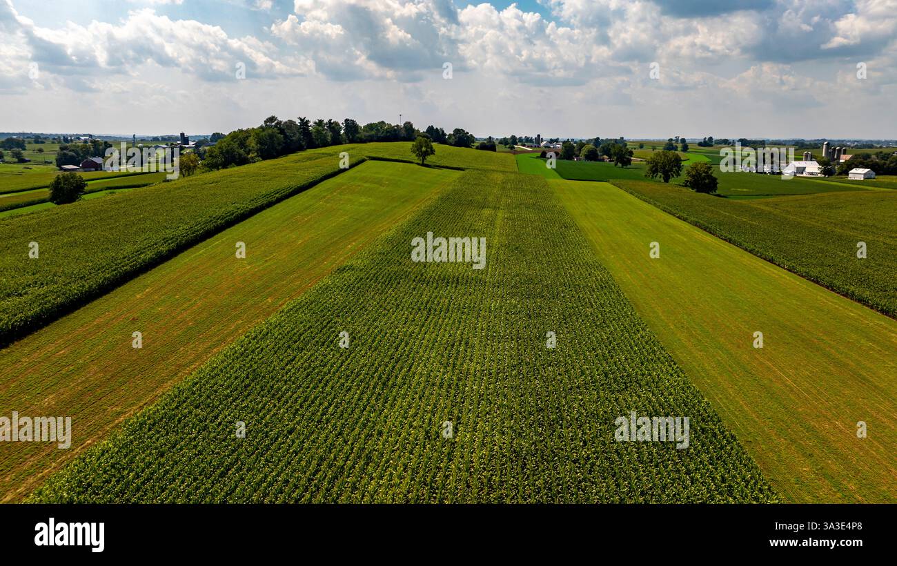 Lush green fields of crops extend across gently rolling hills. Trees ...