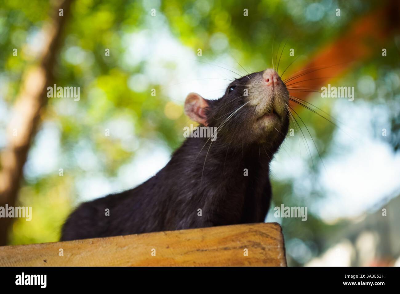 A black rat exploring a wooden surface outdoors. The natural light ...
