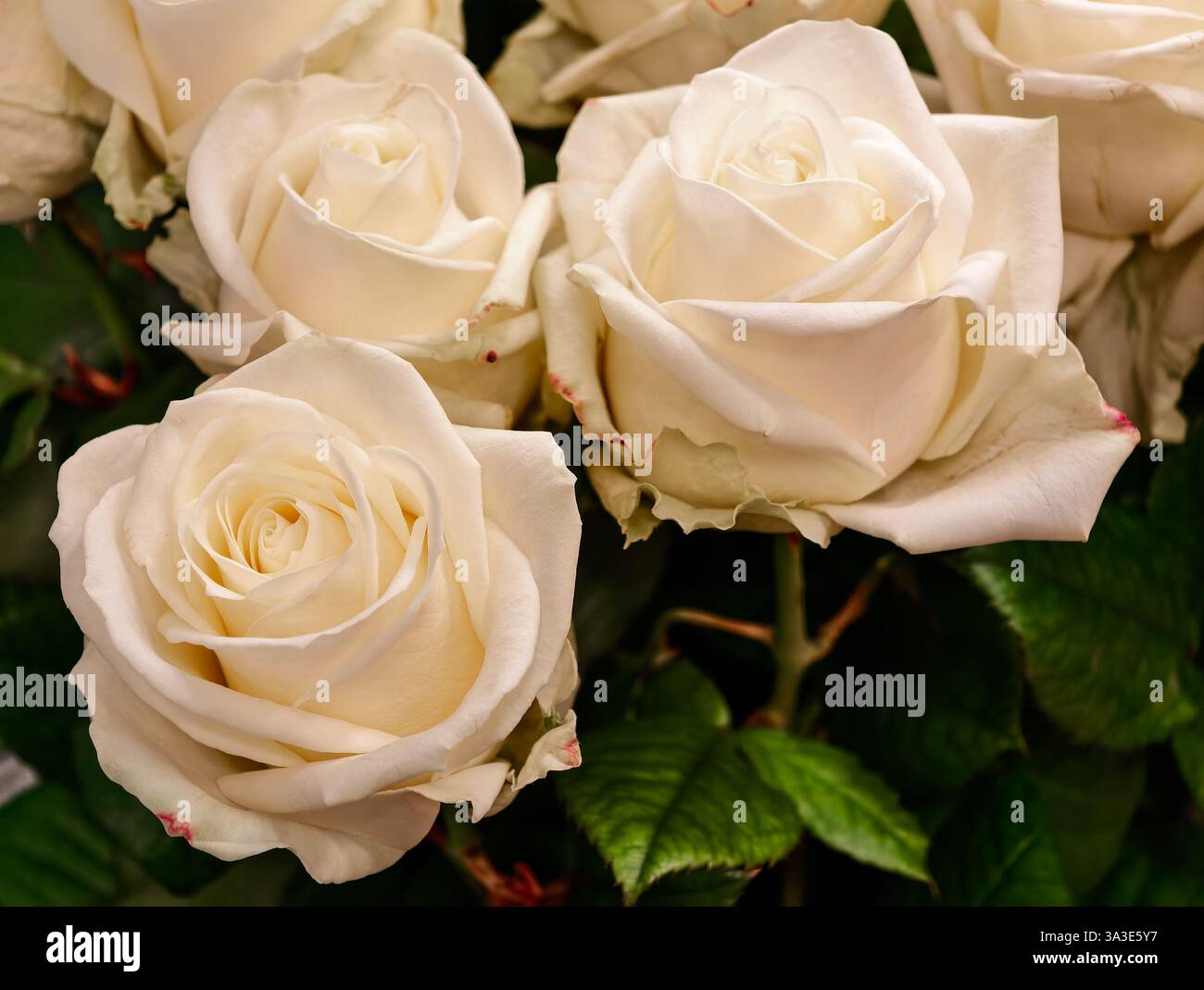 Beautiful White Roses Bouquet Fresh Natural Flowers Wedding Romance ...
