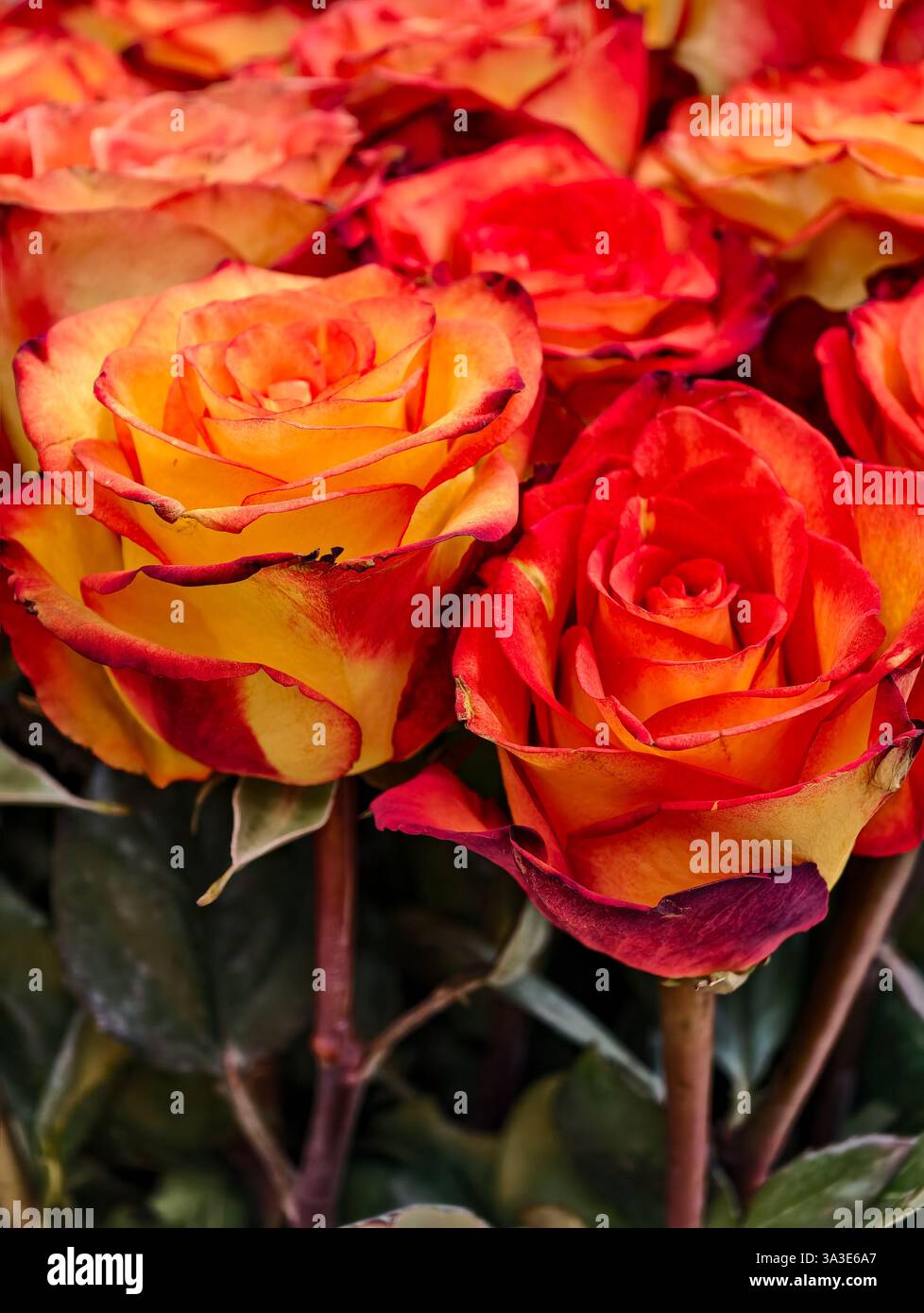 Dual tone petals hi-res stock photography and images - Alamy