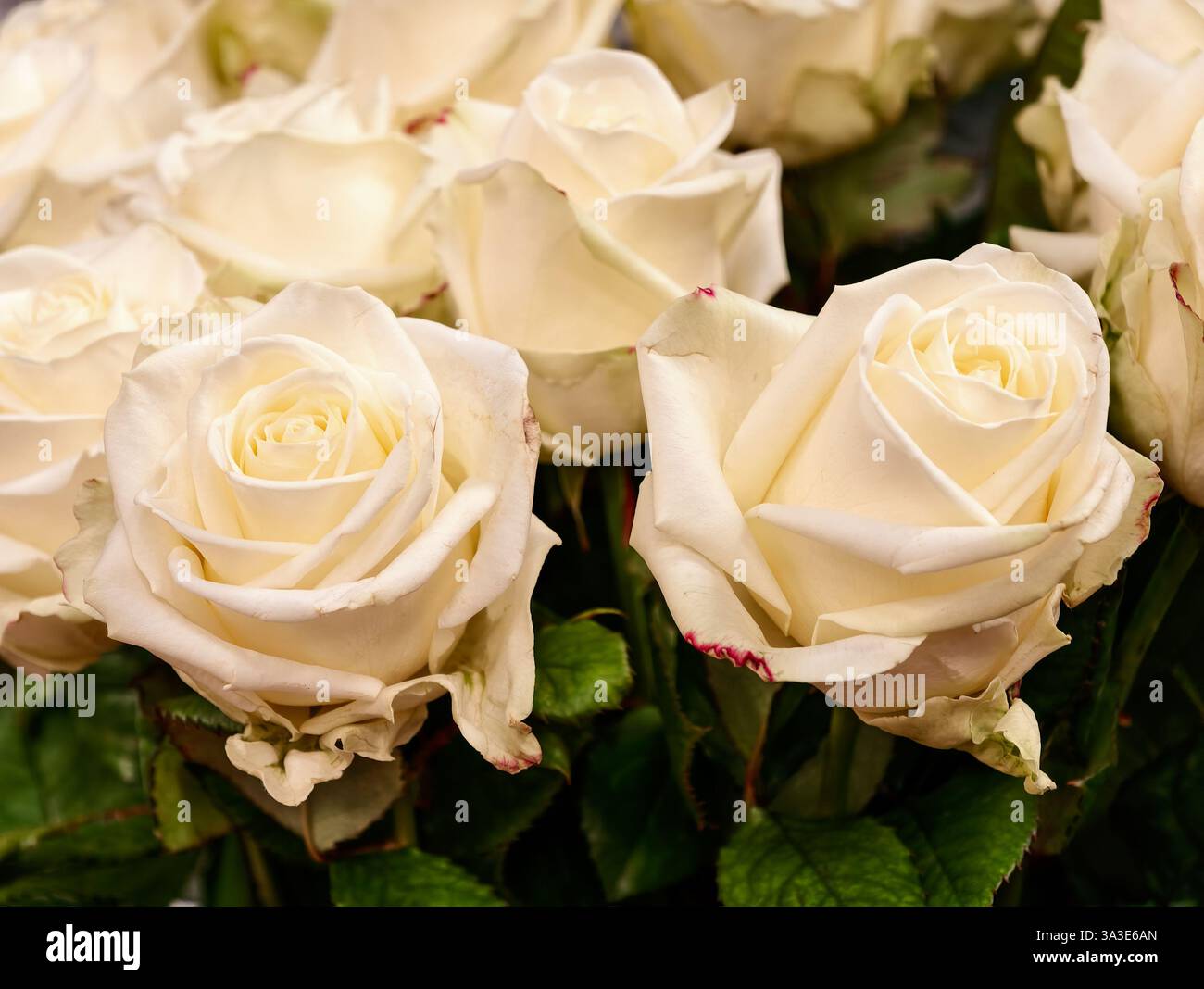 Beautiful White Roses Bouquet Fresh Natural Flowers Wedding Romance ...