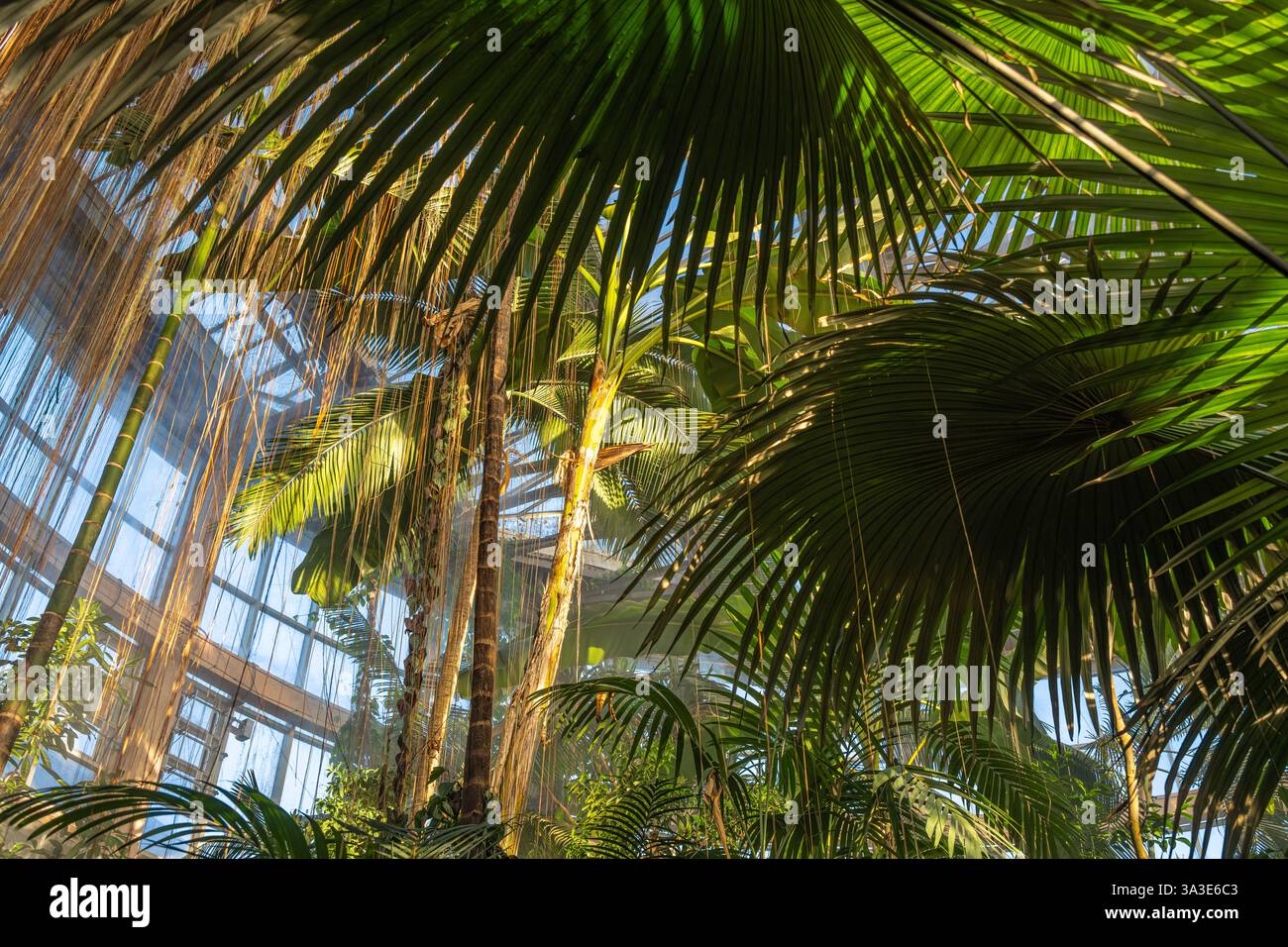 Fuqua conservatory plants hi-res stock photography and images - Alamy