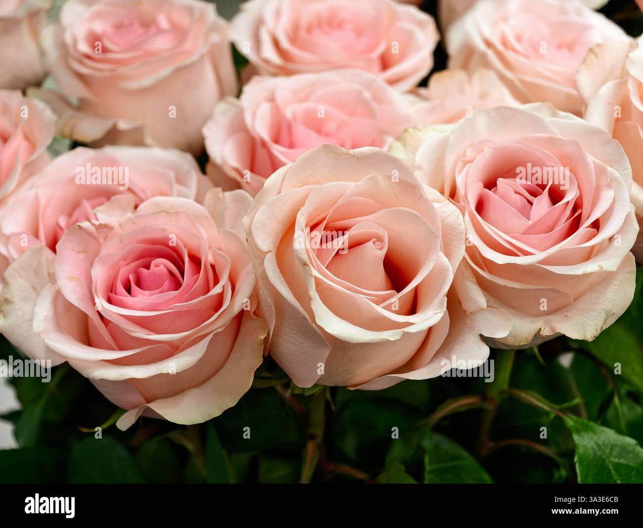 Stunning light pink roses close-up – rare floral beauty, vibrant petals ...