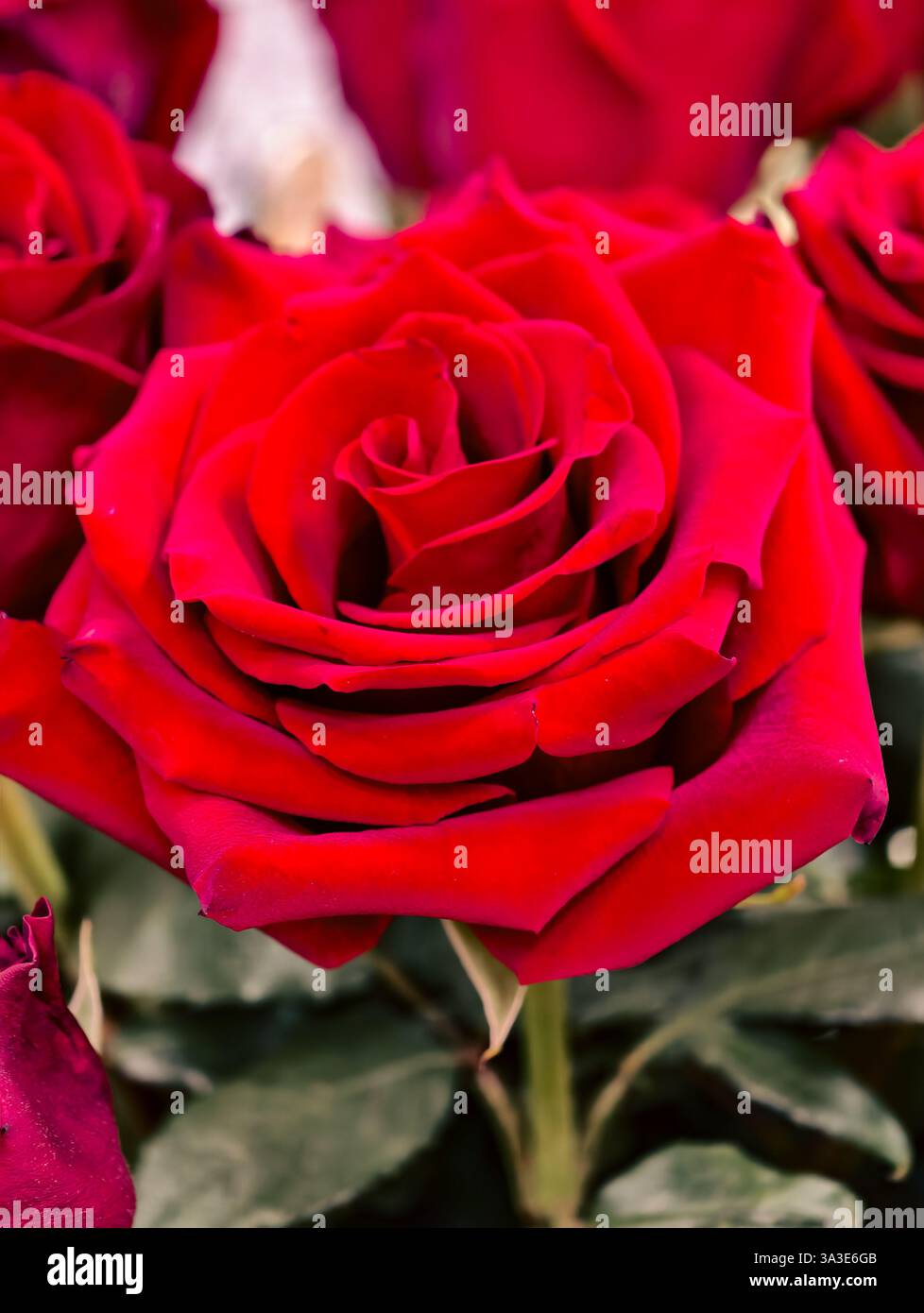 Deep Red Rose Macro Photography Romantic Love Symbol Valentine's Day ...