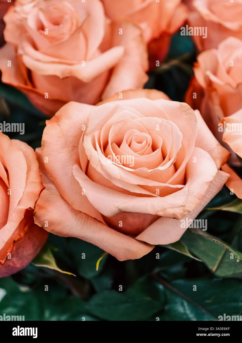 Stunning light pink roses close-up – rare floral beauty, vibrant petals ...