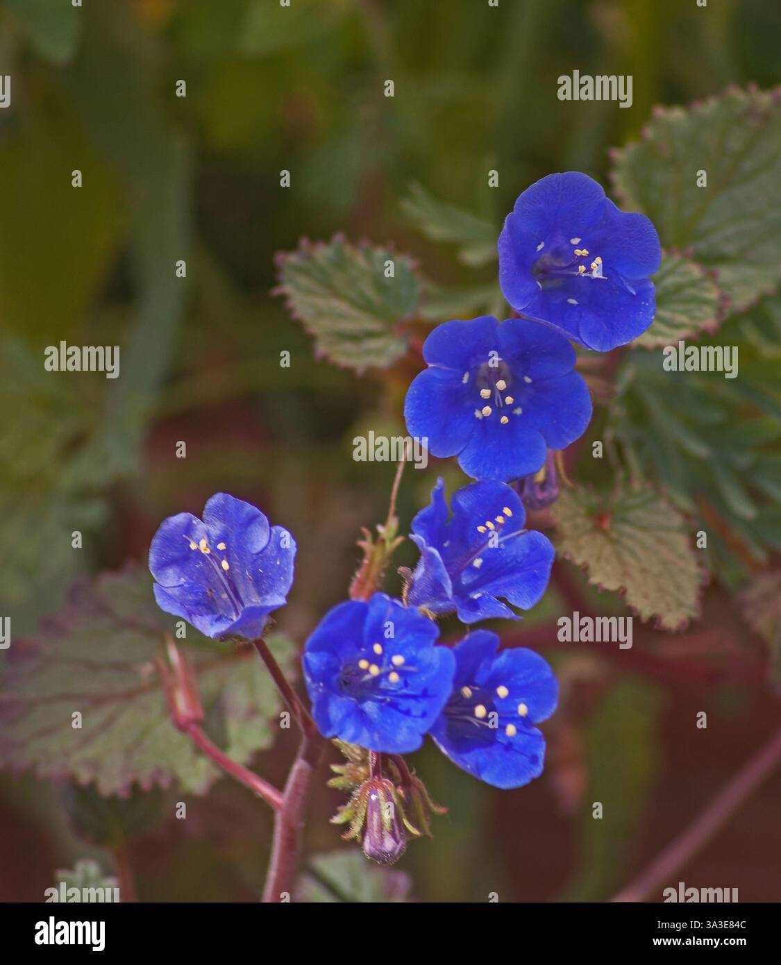 Desert bluebell Phacelia campanularia flower 6648 Stock Photo - Alamy