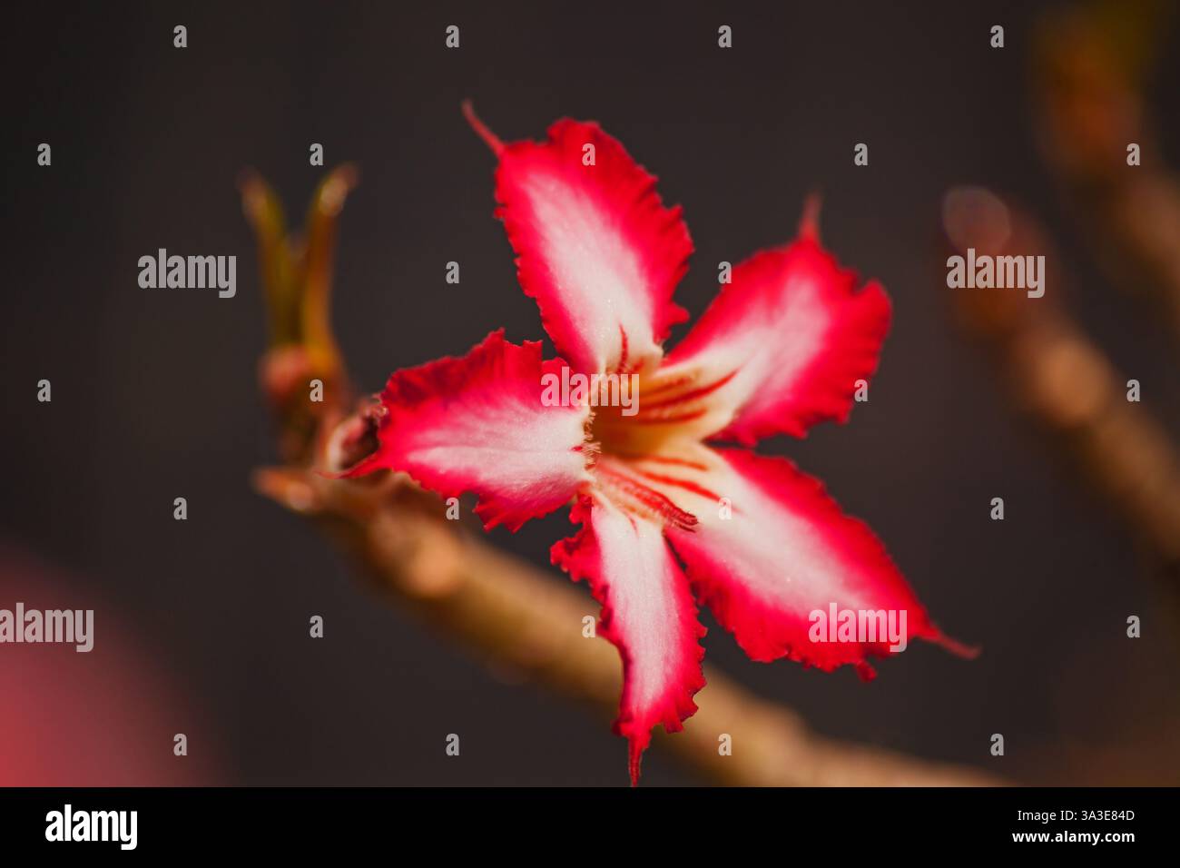 Impala lily Adenium multiflorum 16539 Stock Photo - Alamy